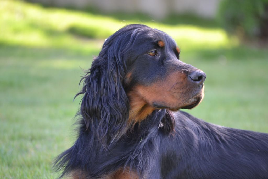 Accueil - Elevage Du Havre Du Payre - eleveur de chiens Setter Gordon